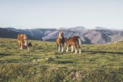 Que faire au Pays basque côté terre ? Road-trip dans l'arrière-pays ...