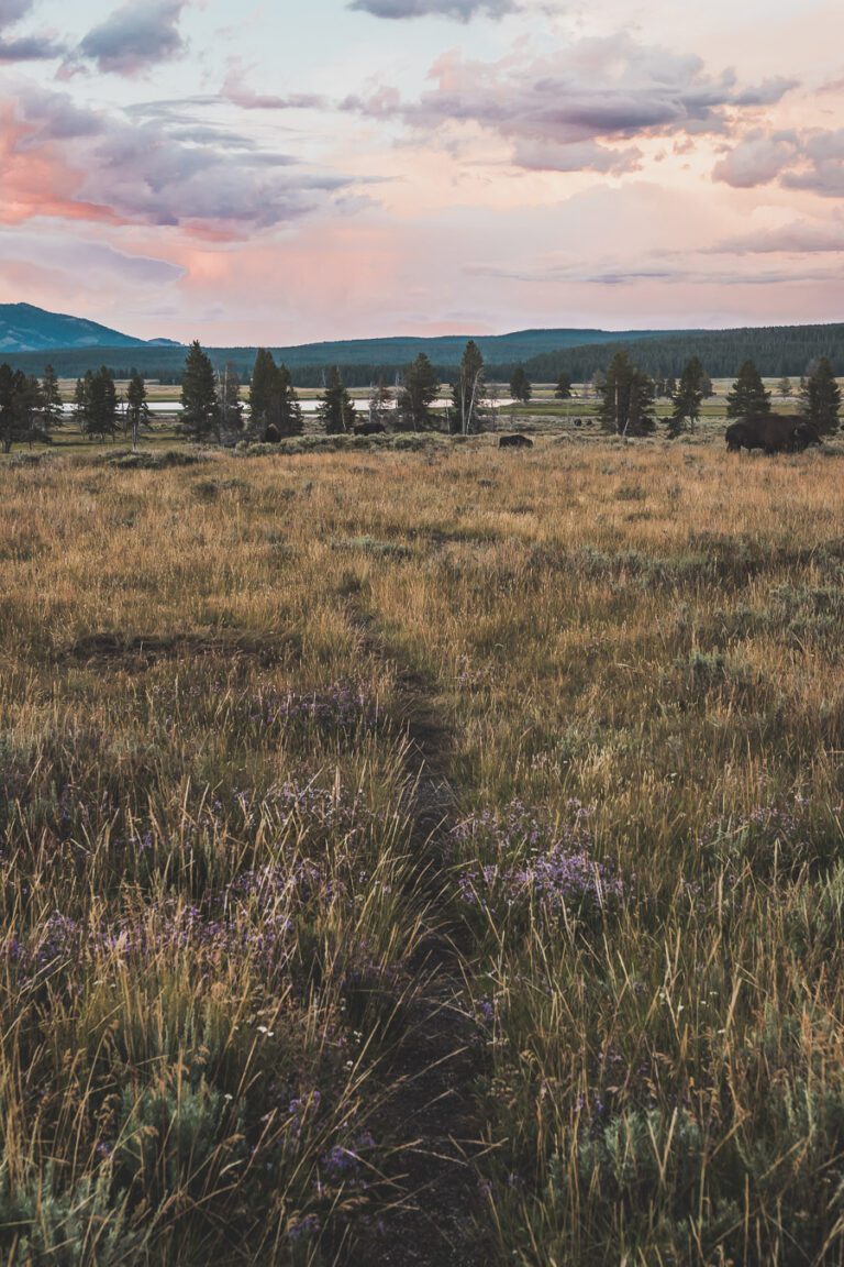 Visiter Yellowstone : guide de voyage et conseils