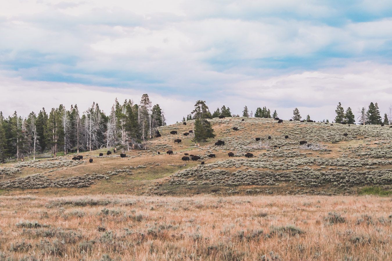 Visiter Yellowstone : guide de voyage et conseils